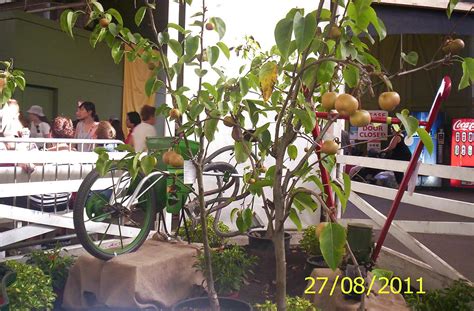 Pacific National Exhibition 2011 Porn Pictures Xxx Photos Sex Images