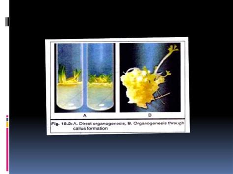 Micropropagation Pptx