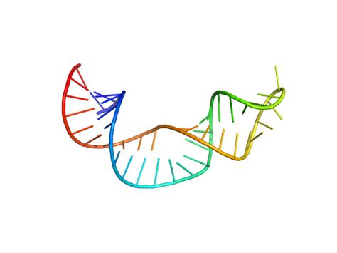 SASDNJ7 Non Pre MicroRNA Stem Loop 2 NPSL2