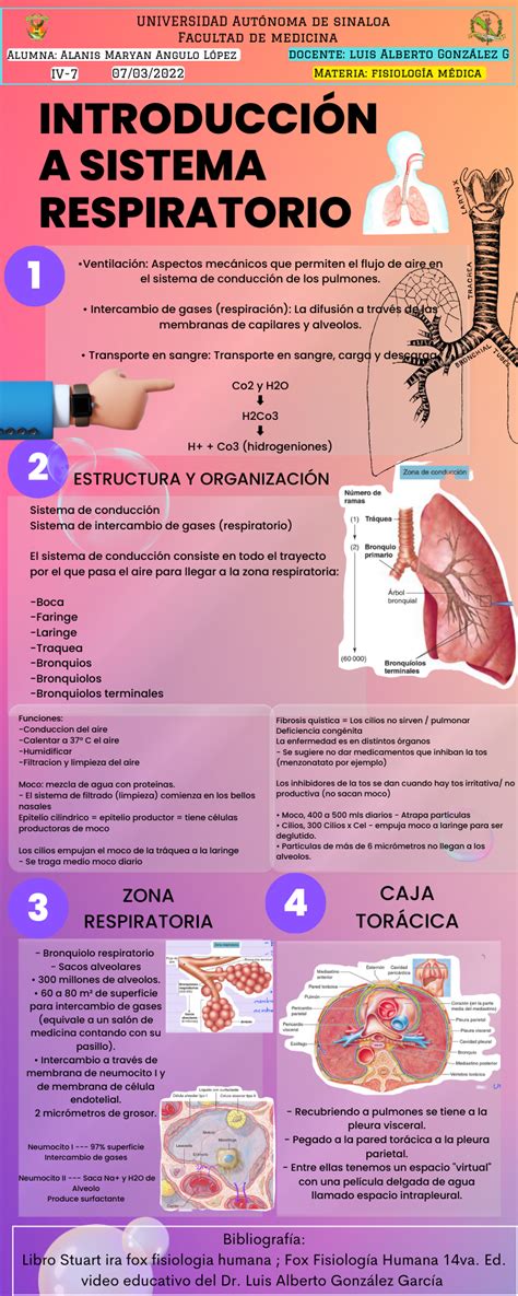 16 IntroducciÓn A Sistema Respiratorio