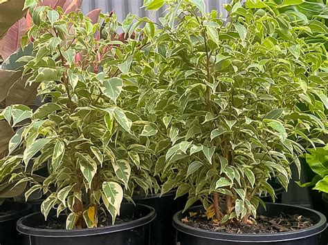 Ficus Benjamina Variegata Wholesale Nursery Nurseries In Melbourne