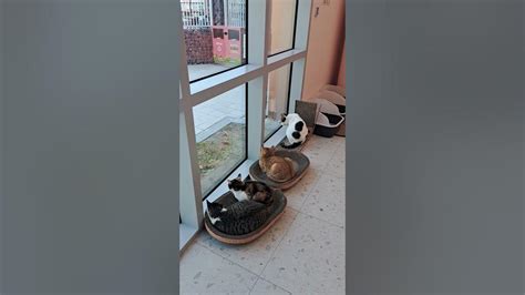 캣 플레이 정글 內 7남매 지지 후추 체리 채플린 단풍이 체다 치즈 Youtube