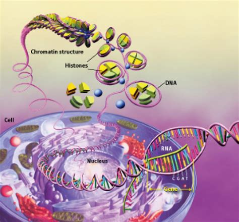 Chromatin Structure