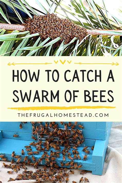 How To Catch A Swarm Of Bees In A Tree Artofit