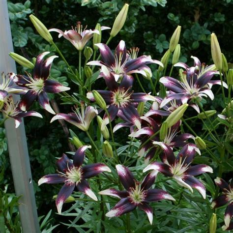 Lilium Nettys Pride R Bulborum
