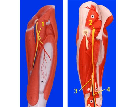 Nerves Of Lumbrosacral Plexus Quiz
