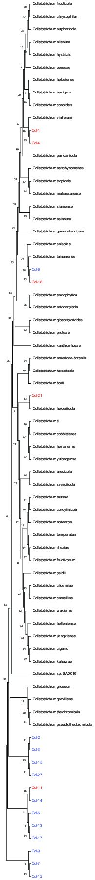 Multi Locus Sequence Analysis Based On Five Genomic Regions Tub Chs Download Scientific