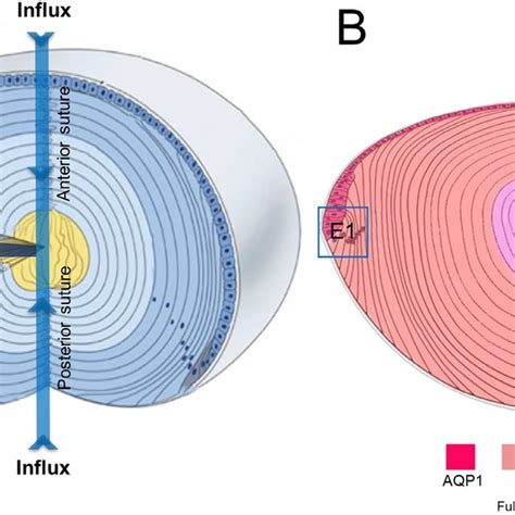 Schematic Diagrams Illustrating Lens Structure And Function And The