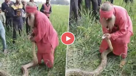 Python Viral Video विशालकाय अजगर को बुजुर्ग व्यक्ति ने जबड़े से पकड़कर
