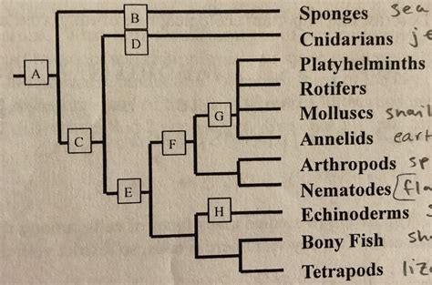 Bio Exam V 5 Matching Pt 5 Diagram Quizlet