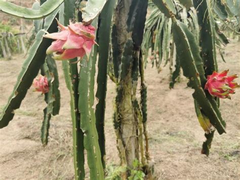 Pitaya Object Detection Dataset V1 2023 06 14 1242pm By Fruit