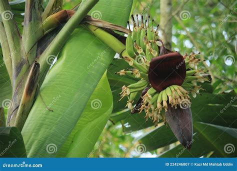 Small Bananas Have Come Out From The Flowers Of The Banana Tree Stock