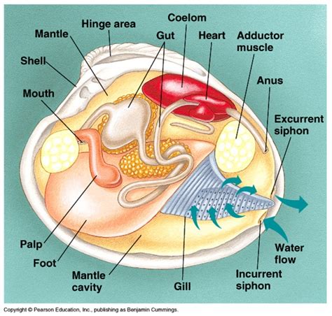 Anatomy Of A Clam Clams Diagram Design Anatomy