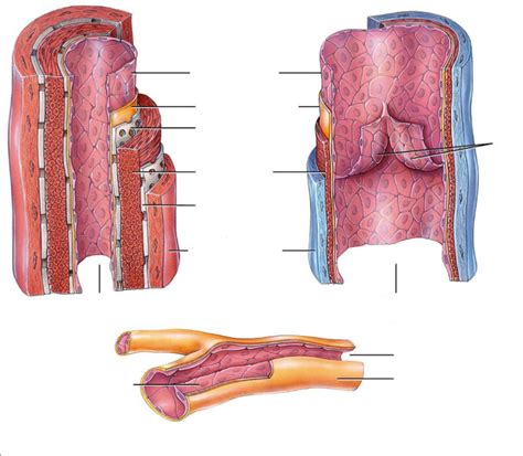 Vein Structure Diagram Quizlet