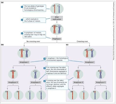 Segregation Results From The Separation Of Homologous Chromosomes In Meiosis👇