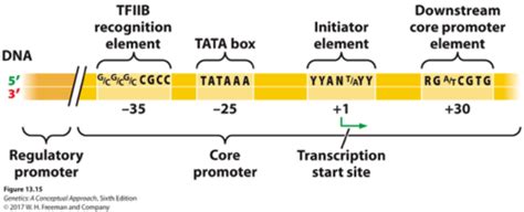 Chapter 8 RNA Synthesis Processing Flashcards Quizlet