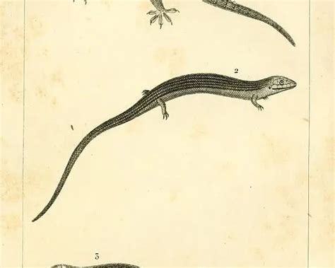 Bachia Flavescens Facts Diet Habitat And Pictures On Animaliabio