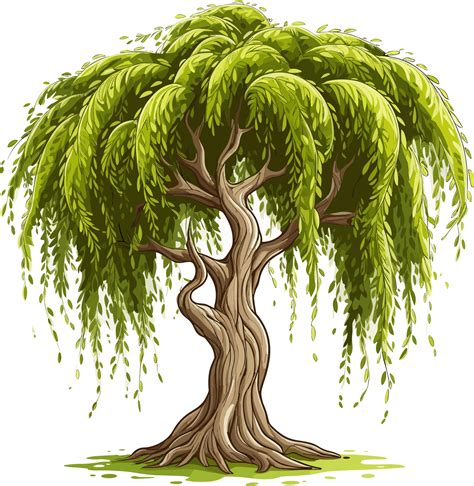 Willow Tree Png Weeping Willow Tree Isolated 24521161 Png