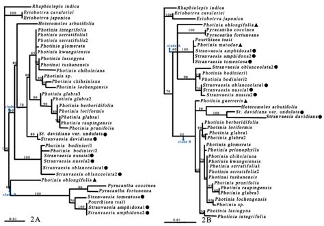 The Maximum Likelihood Ml Trees Of The Pepc 2a And Chloroplast 2b