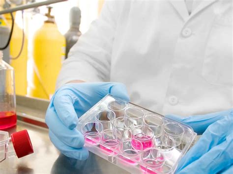 Adherent And Suspension Cell Culture Green Elephant Biotech