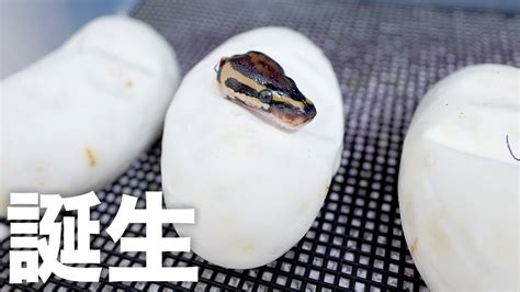 ヘビが孵化2ヶ月温めたヘビの卵からついに赤ちゃんが YouTube