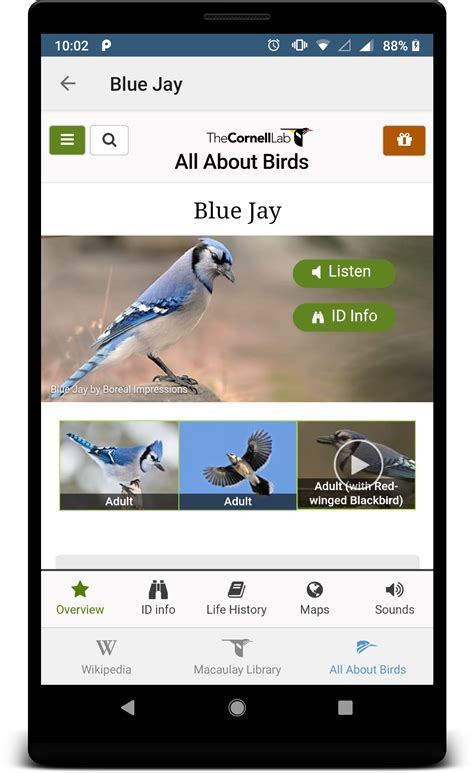 Birdnet Sound Id The Easiest Way To Identify Birds By Sound