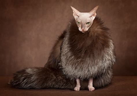 Cats That Dont Shed Justanswer Blog