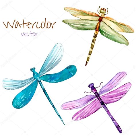 Watercolor Dragonfly Set Stock Vector By ©formalnova 97447052