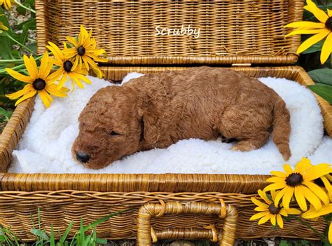 Scrubby Jax Keystone Classic Doodles