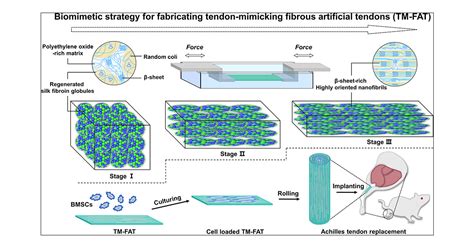 Tendon Repair And Regeneration Using Bioinspired Fibrillation Engineering That Mimicked The