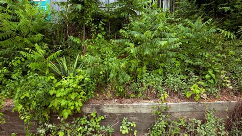 5 Aggressive Plants That Can Invade Your Yard