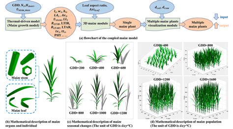 玉米耦合模型：基于生长度天数的4d玉米生长模型 知乎