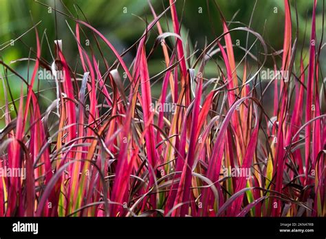 Kunai Grass Blady Grass Sword Grass Spear Grass Autumn Cogon Grass