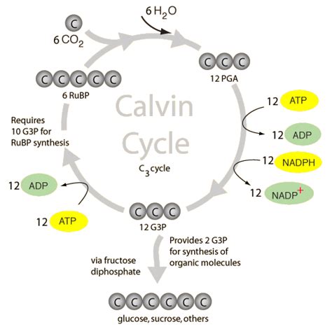 The Calvin Cycle