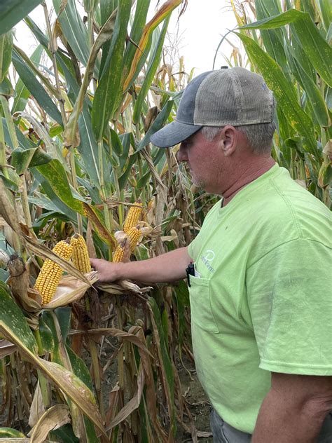 Corn Tissue Sampling Guide Agrigold