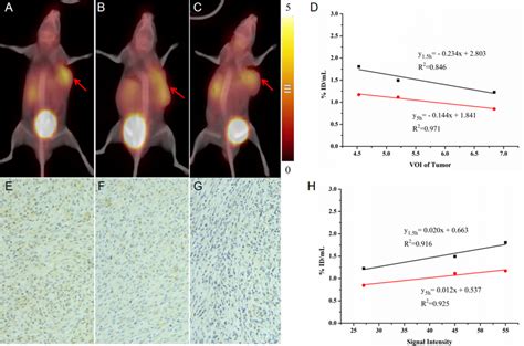 The Correlation Between 99m Tc Hynic Fapi 04 Spect And Tumor Download Scientific Diagram