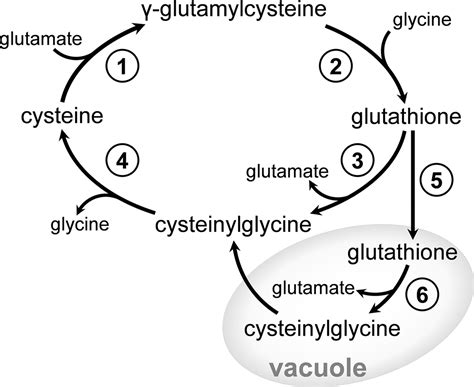 Glutathione Degradation Is A Key Determinant Of Glutathione Homeostasis Journal Of Biological