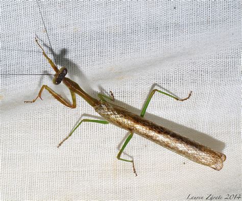 Mantid Project Noah