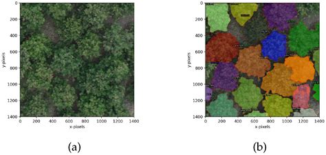 Remote Sensing Free Full Text Tree Crown Segmentation And Diameter At Breast Height