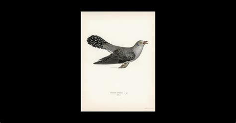 Common Cuckoo Male Cuculus Canorus Illustrated By The Von Wright