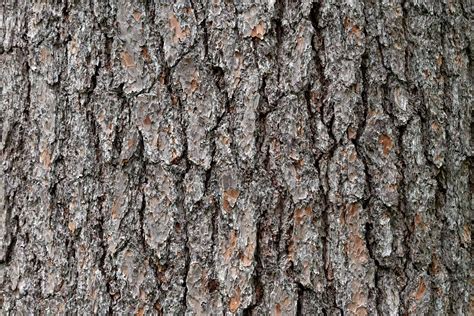 Pine Bark Tree Bark Texture Tree Textures Wood Bark My XXX Hot Girl
