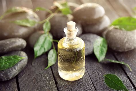 Tea Tree Oil For Lice Is It A Lice Treatment That Works The Healthy