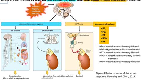 Ers Dsa 2 Cross Regulation Of The Neuro Endocrine And Immune Systems Flashcards Quizlet