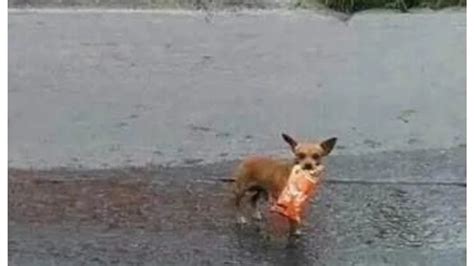 La Tierna Historia De La Perrita Que Fue A La Tienda Por Botanas Para Su Dueño En Nuevo León En