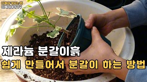 제라늄 분갈이흙 쉽게 만들어서 분갈이 하는 방법과 관리방법 Youtube