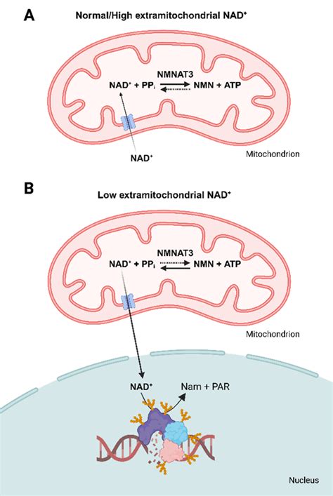 Mitochondria Tune Nad Levels For Cells Past Their Prime The Scientist