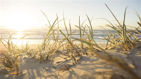 Beach Grass Wallpapers Top Free Beach Grass Backgrounds Wallpaperaccess