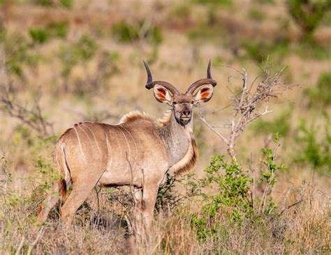 Lesser Kudu Bull
