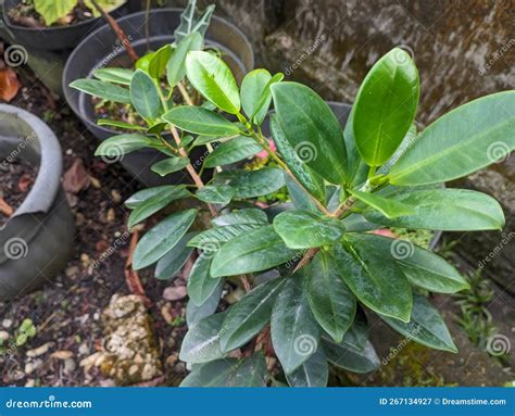 Ficus Microcarpa Decorative Flowers Grown In Pots Stock Image Image Of Plant Fruit 267134927