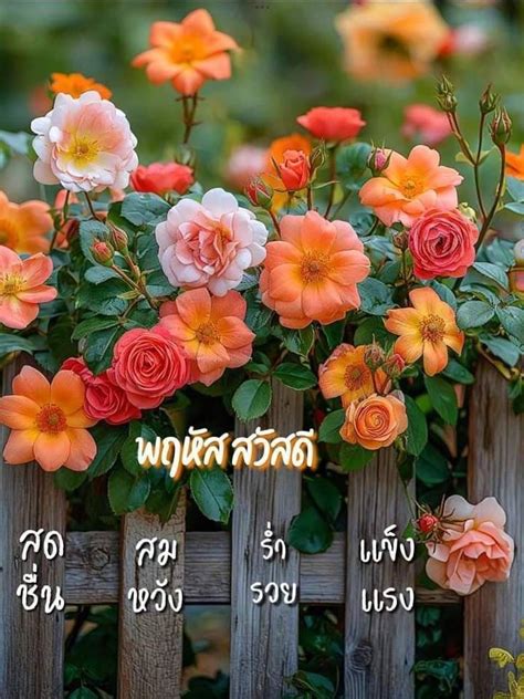 900 ไอเดีย Happy Thursday ที่ดีที่สุด ในปี 2025 วันพฤหัสบดี สวัสดีตอนเช้า อรุณสวัสดิ์